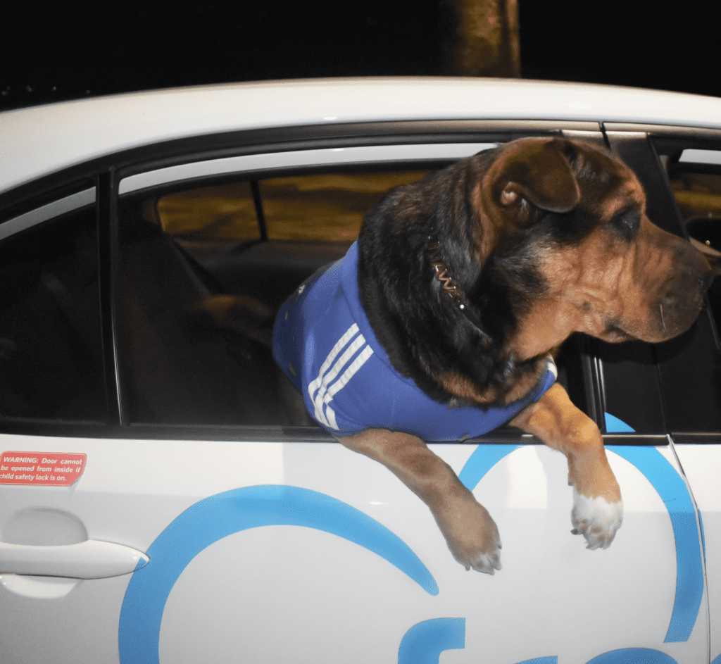 Freedom Drivers Are In Australia! | Freedom Companion Driving Services